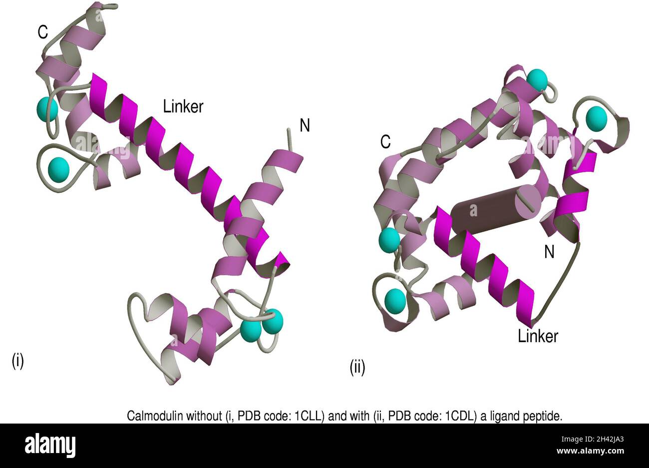 Protein ligand interaction Cut Out Stock Images & Pictures - Alamy