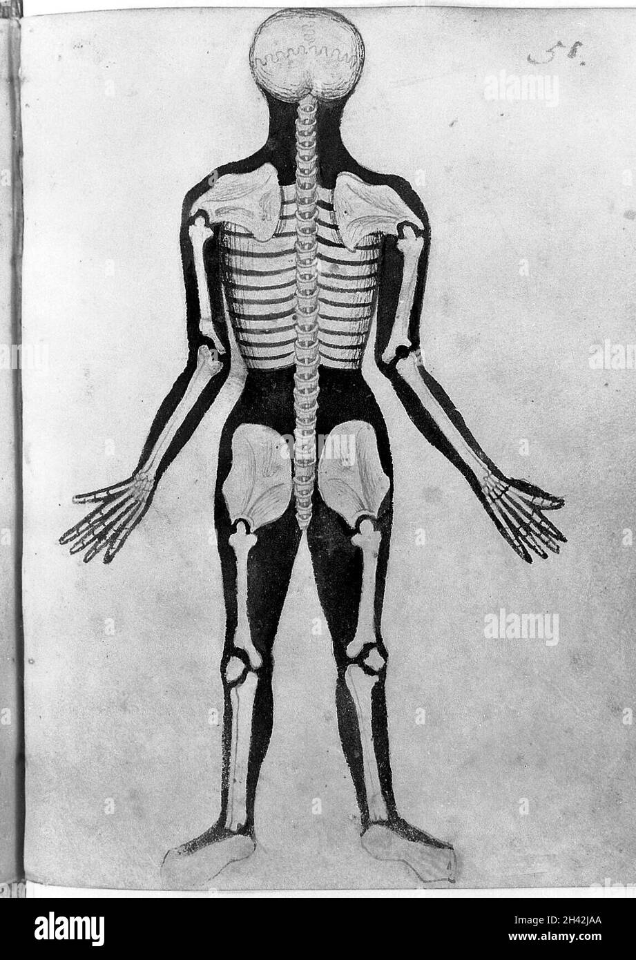 Galen's anatomy hi-res stock photography and images - Alamy