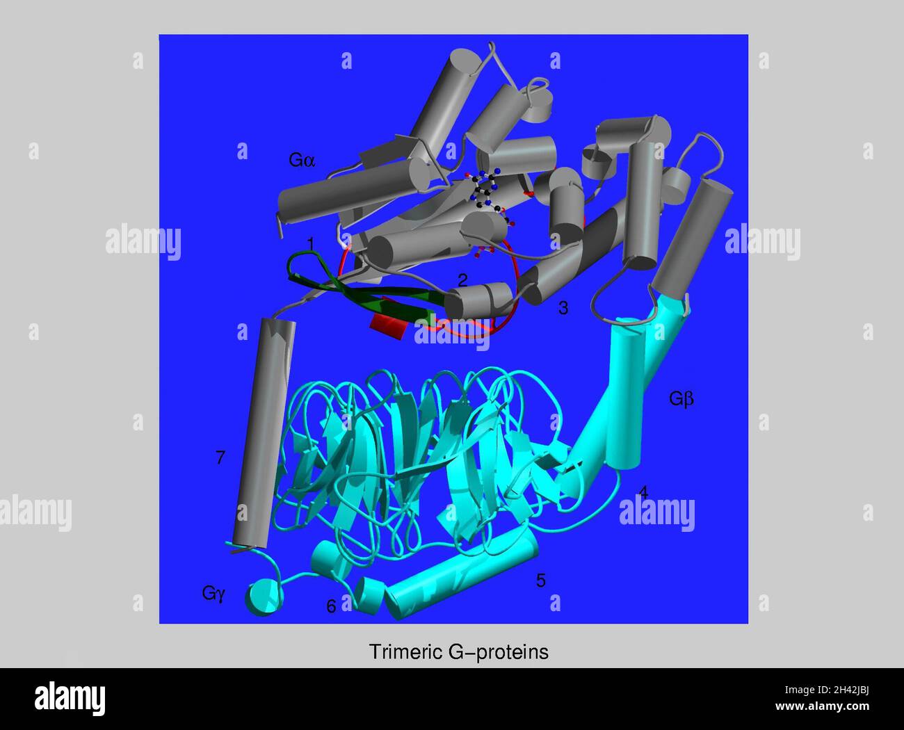 Molecular model of trimeric G-protein Stock Photo - Alamy