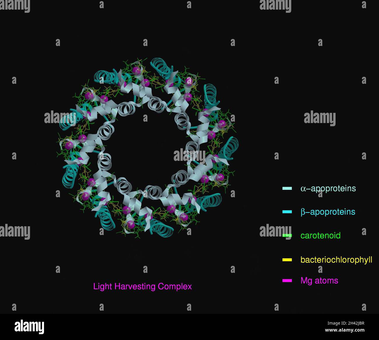 Molecular model of light-harvesting complex of Stock Photo - Alamy