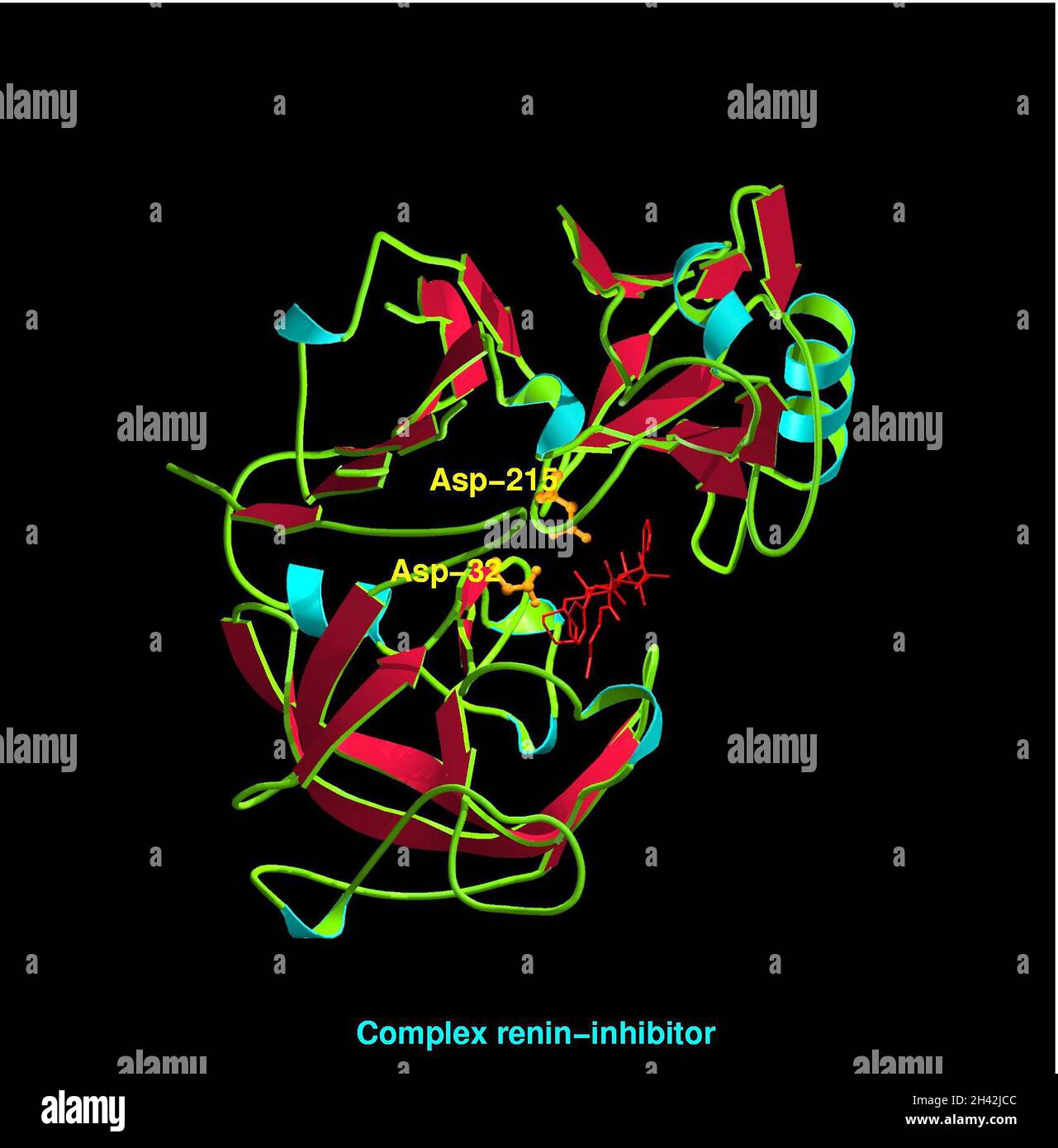 Molecular model of renin-inhibitor complex Stock Photo - Alamy