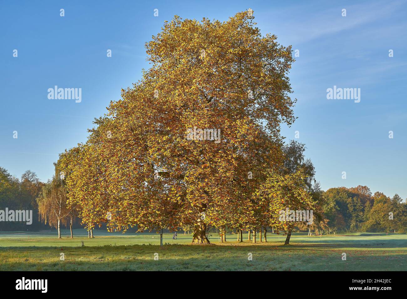 Yellow autumn leaves sycamore tree hi-res stock photography and images ...