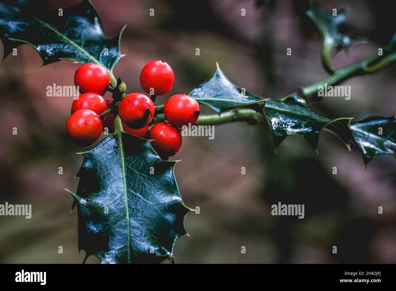 Holly bush growing wild hi-res stock photography and images - Alamy