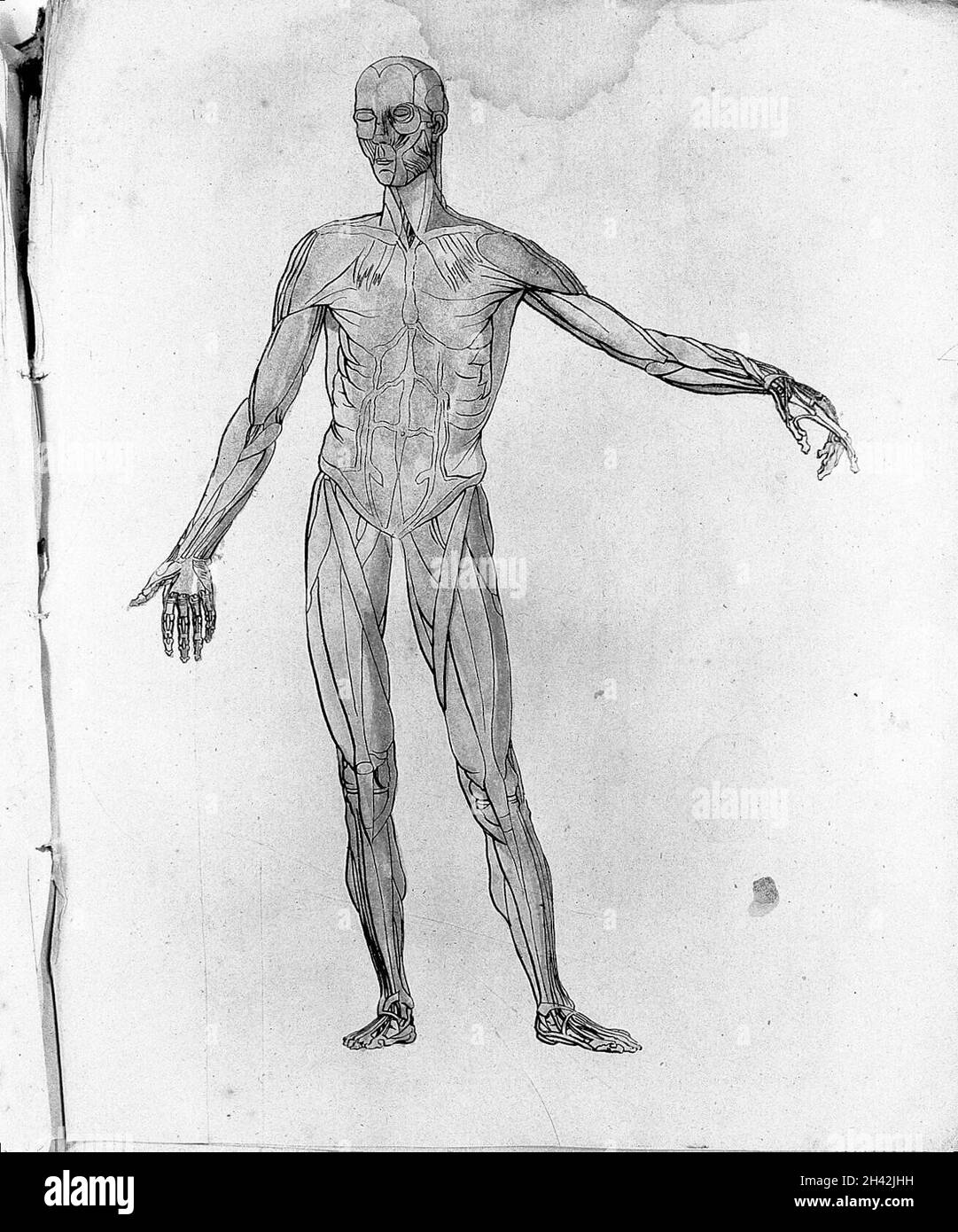 Body educational anatomy organ Black and White Stock Photos & Images ...