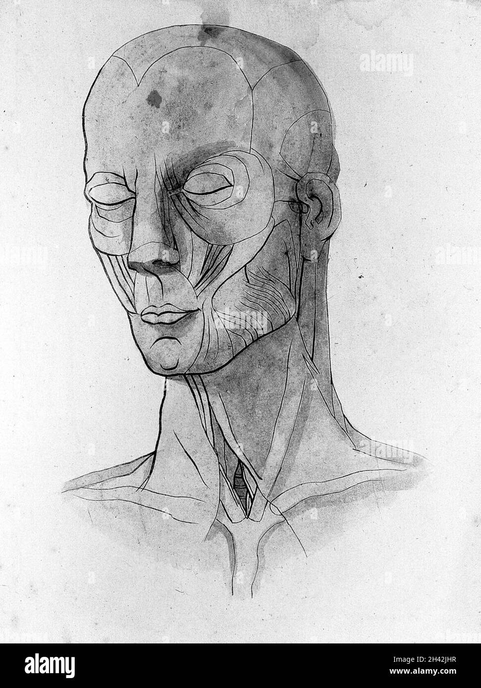 Sketches of anatomy Stock Photo - Alamy