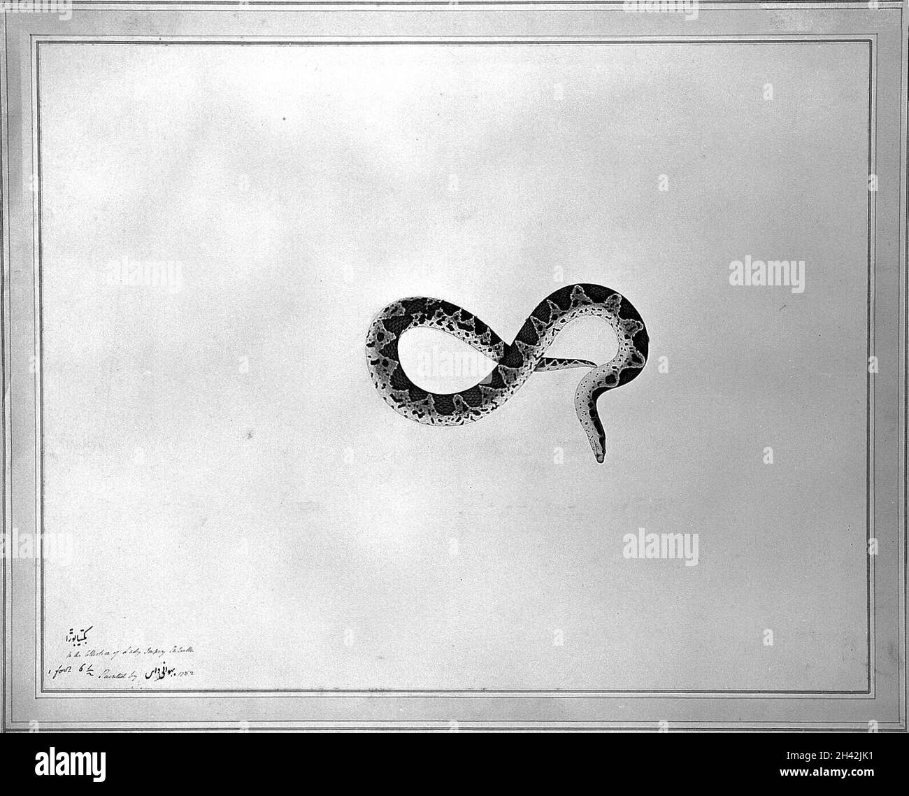 Snake, with dark brown diamond-shaped markings on its back Stock Photo ...