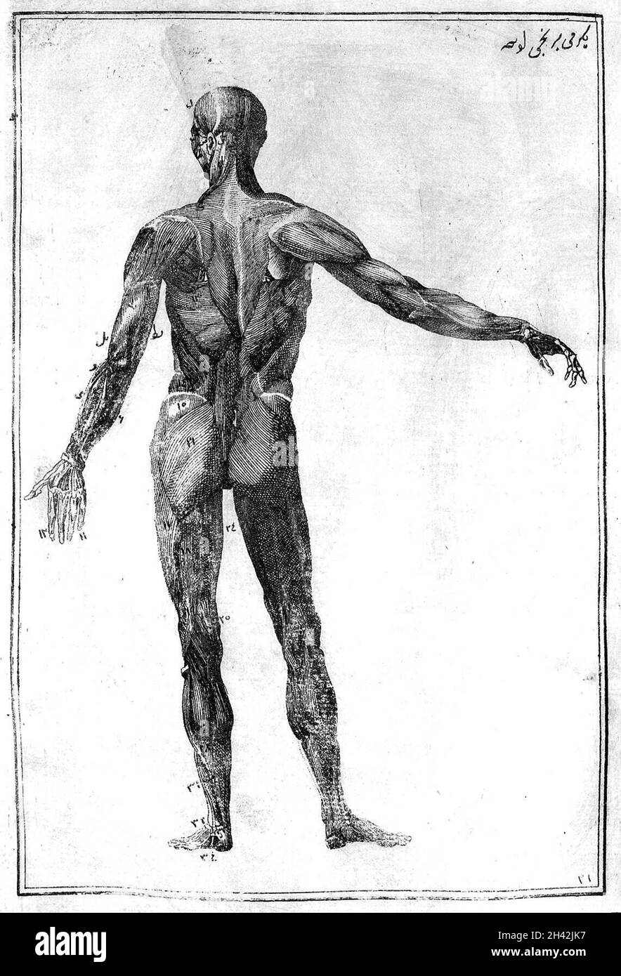 Male posterior anatomy Black and White Stock Photos & Images - Alamy