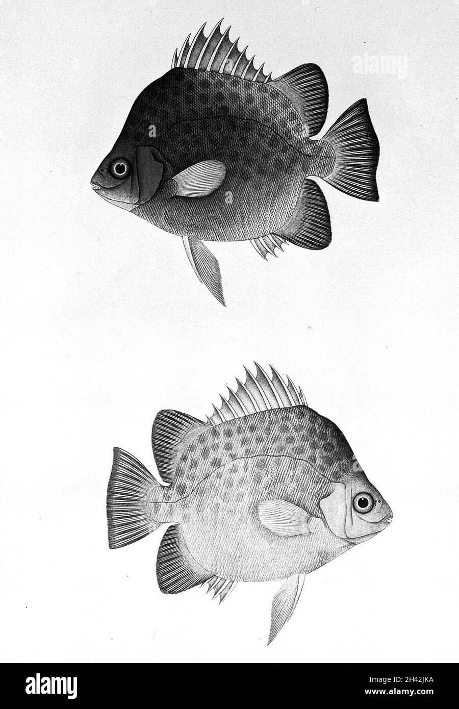 Fish species cataloging Black and White Stock Photos & Images - Alamy