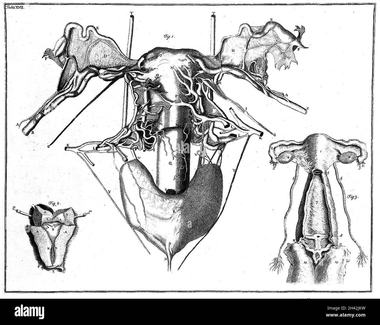 Reproduction organs history Cut Out Stock Images & Pictures - Alamy