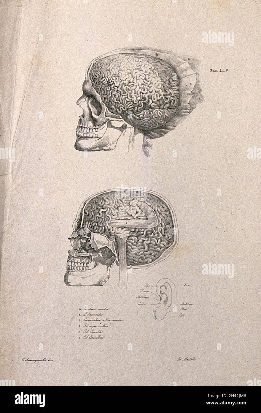 Skull, brain and ear: three figures, including two cross-sections of a ...