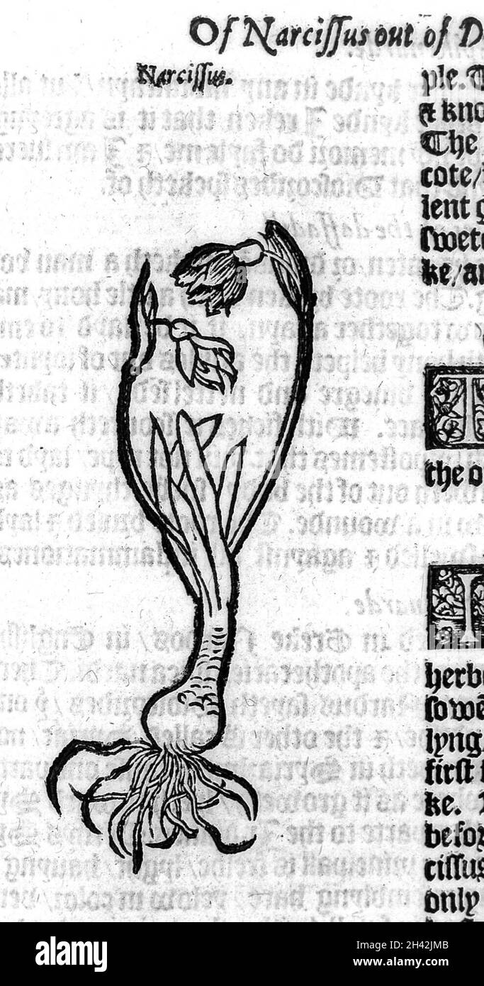 Narcissus greek mythology hi-res stock photography and images - Alamy