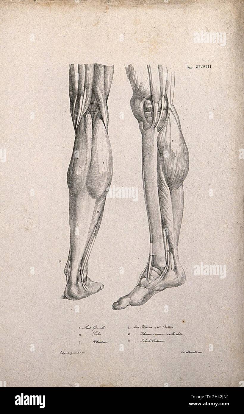Muscles of the lower leg: two figures of écorché legs and feet ...