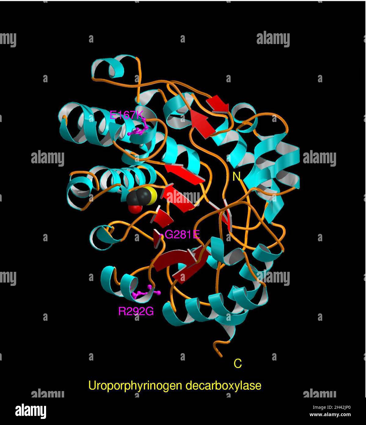 Uroporphyrinogen decarboxylase, mol. model Stock Photo - Alamy