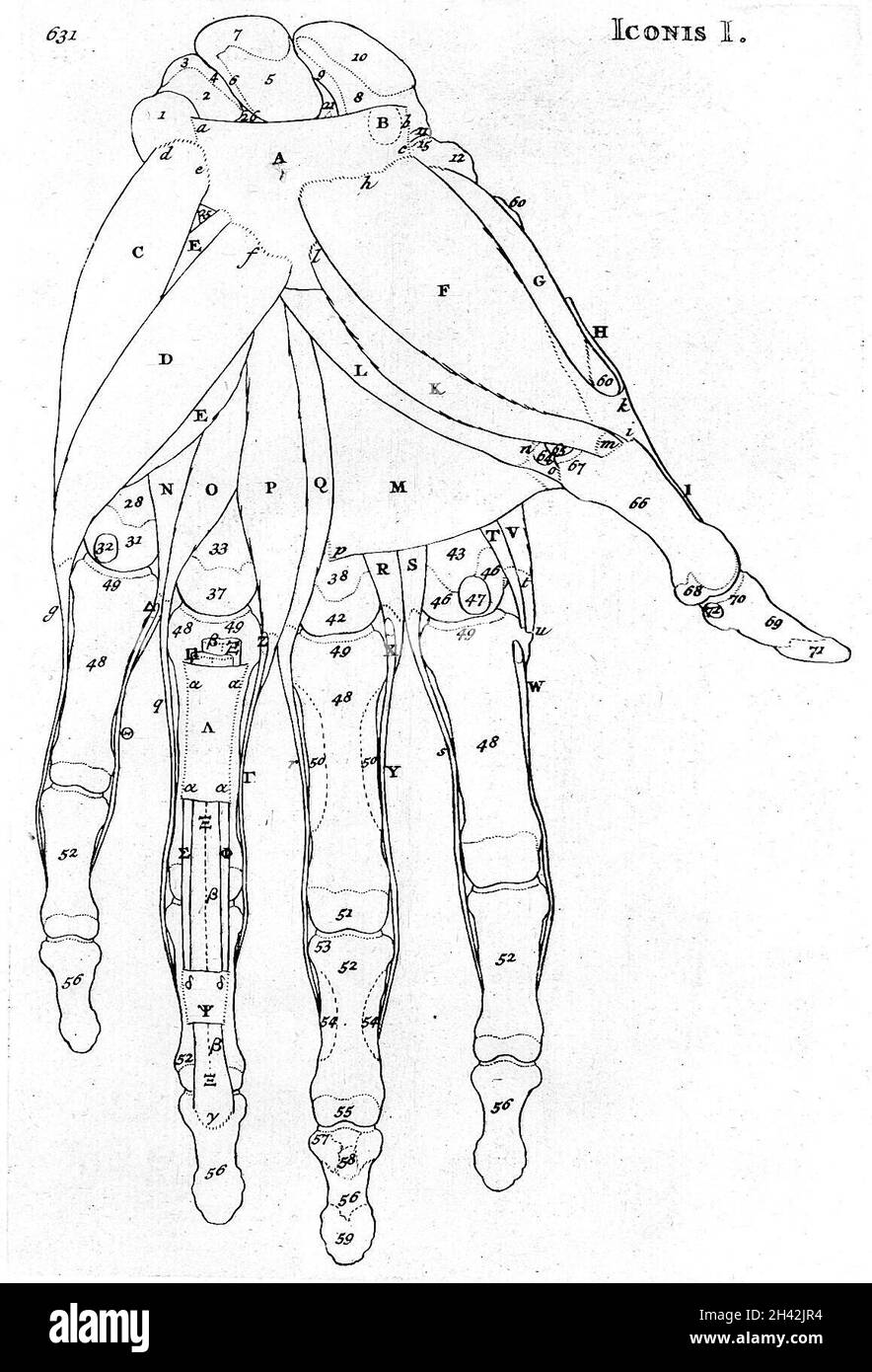 Hand anatomy diagram hi-res stock photography and images - Alamy