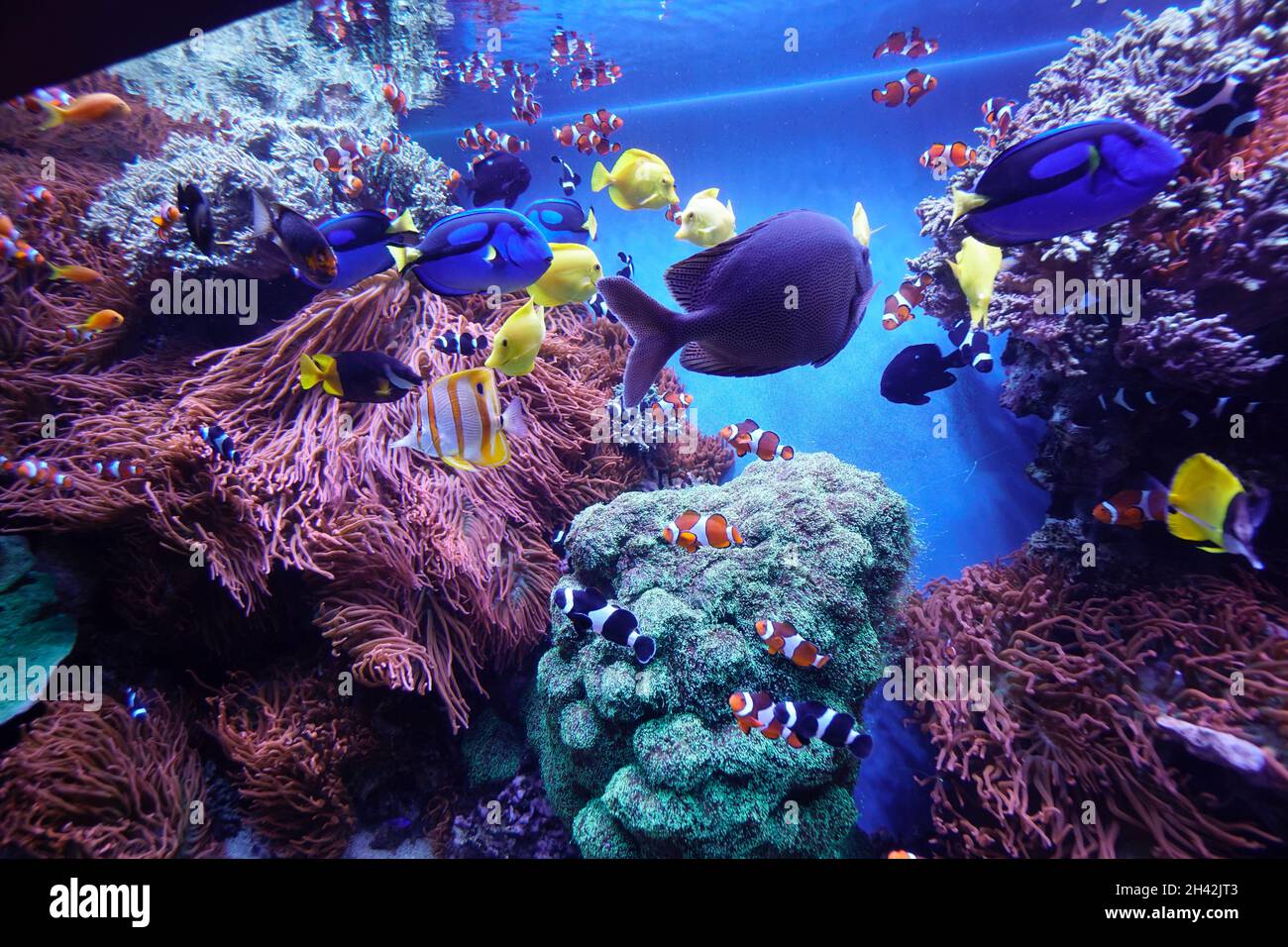 Brightly colored fish hi-res stock photography and images - Alamy