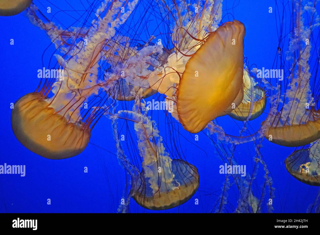 Brightly Colored Sea Nettles Stock Photo - Alamy