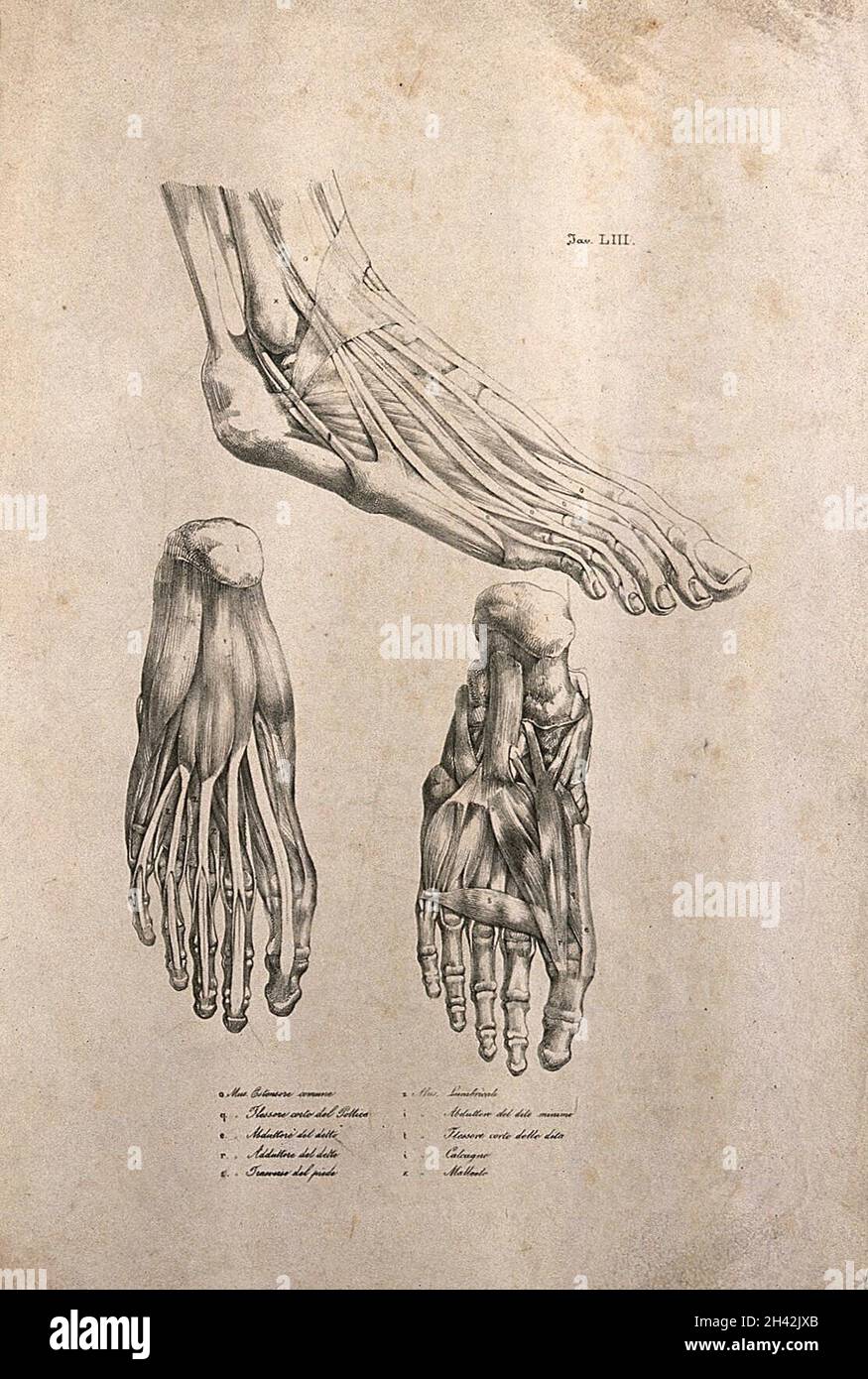 Muscles and tendons of the feet: three figures of écorché feet ...