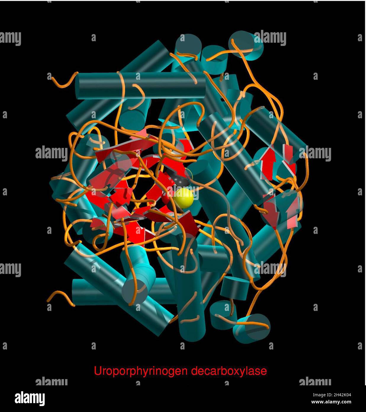 Uroporphyrinogen decarboxylase, mol. model Stock Photo - Alamy