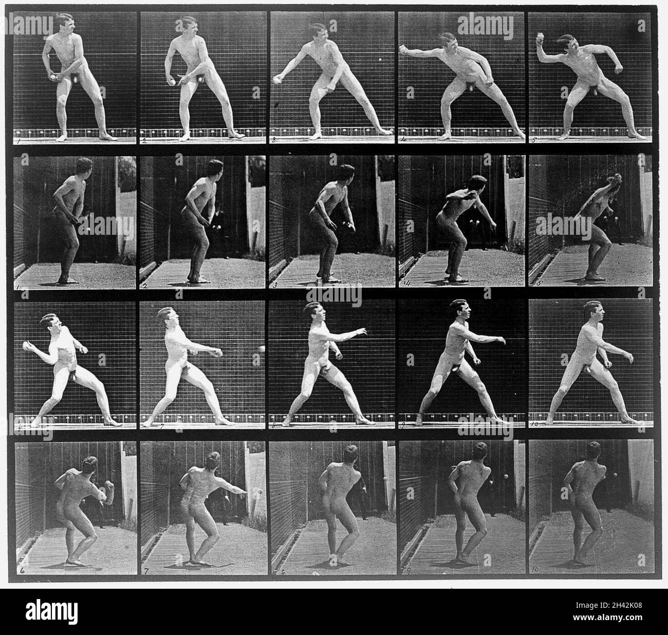 Animal studies Black and White Stock Photos & Images - Alamy