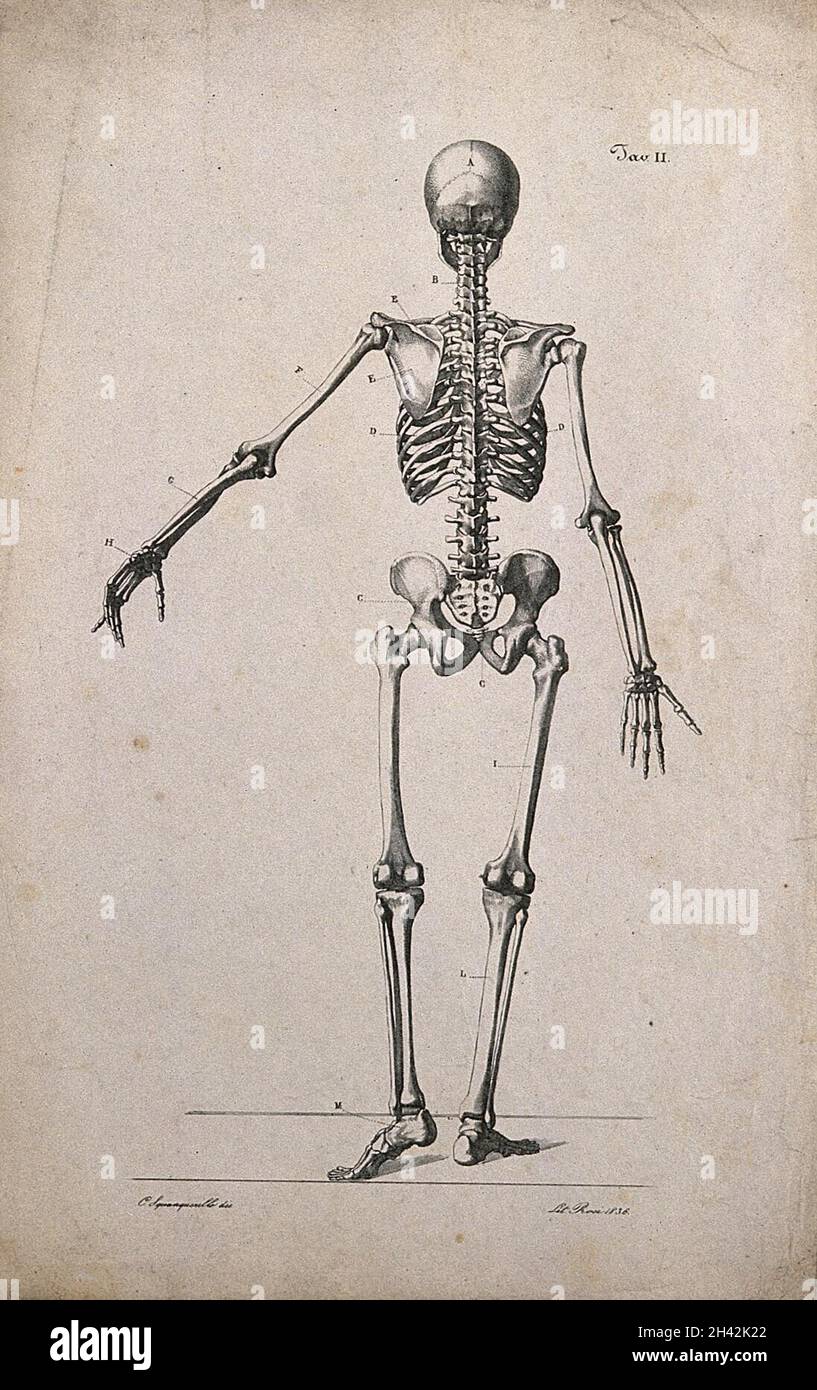 Skeleton with left arm extended, back view. Lithograph by Rosi after C ...