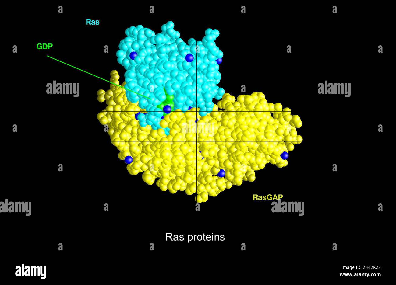 Ras protein hi-res stock photography and images - Alamy