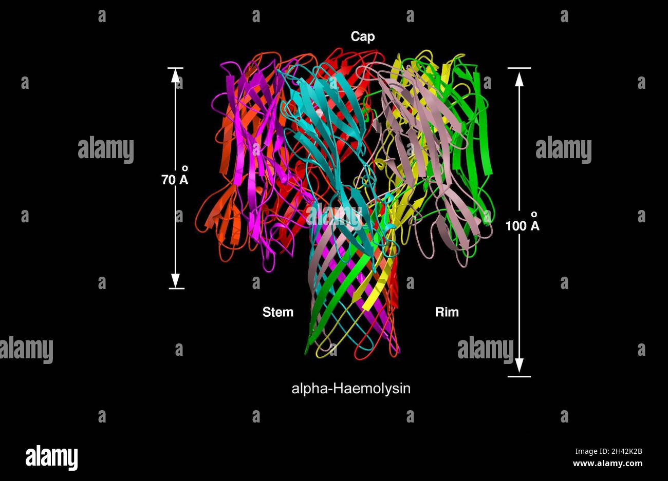 Molecular model of alpha-haemolysin, + scale Stock Photo - Alamy