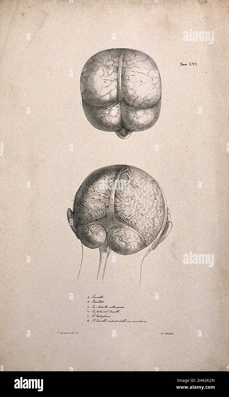 Brain: two figures, including one showing the brainstem and nerves ...