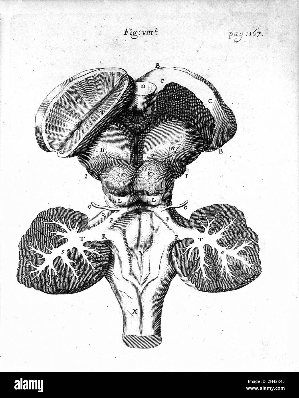 Cerebri anatome willis hi-res stock photography and images - Alamy