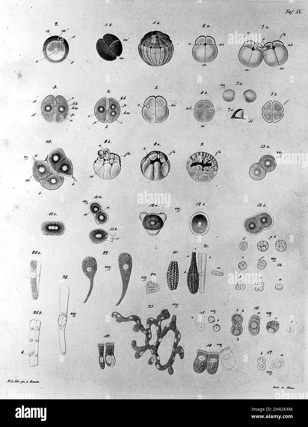 Remak hi-res stock photography and images - Alamy