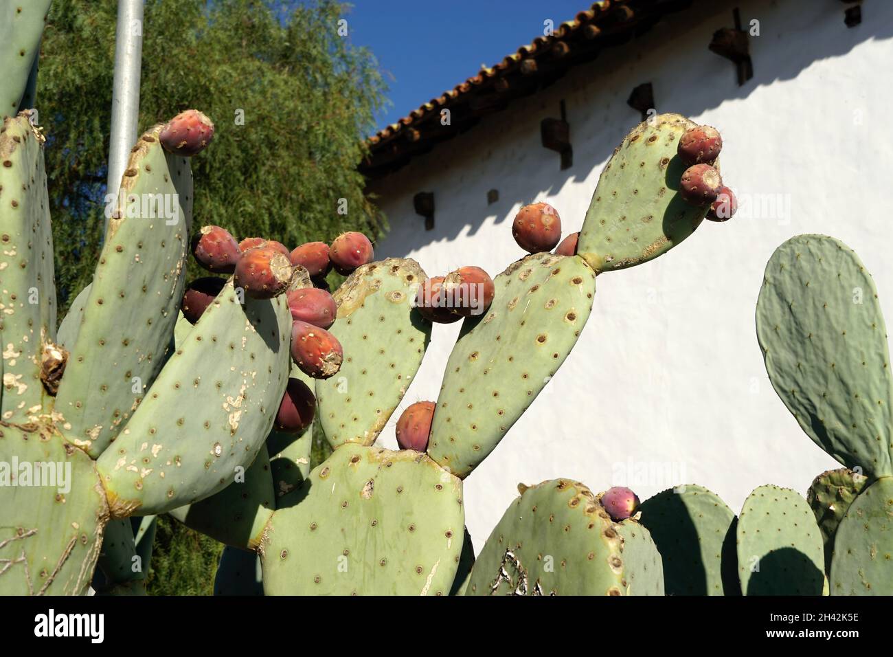 Real cactus hi-res stock photography and images - Alamy