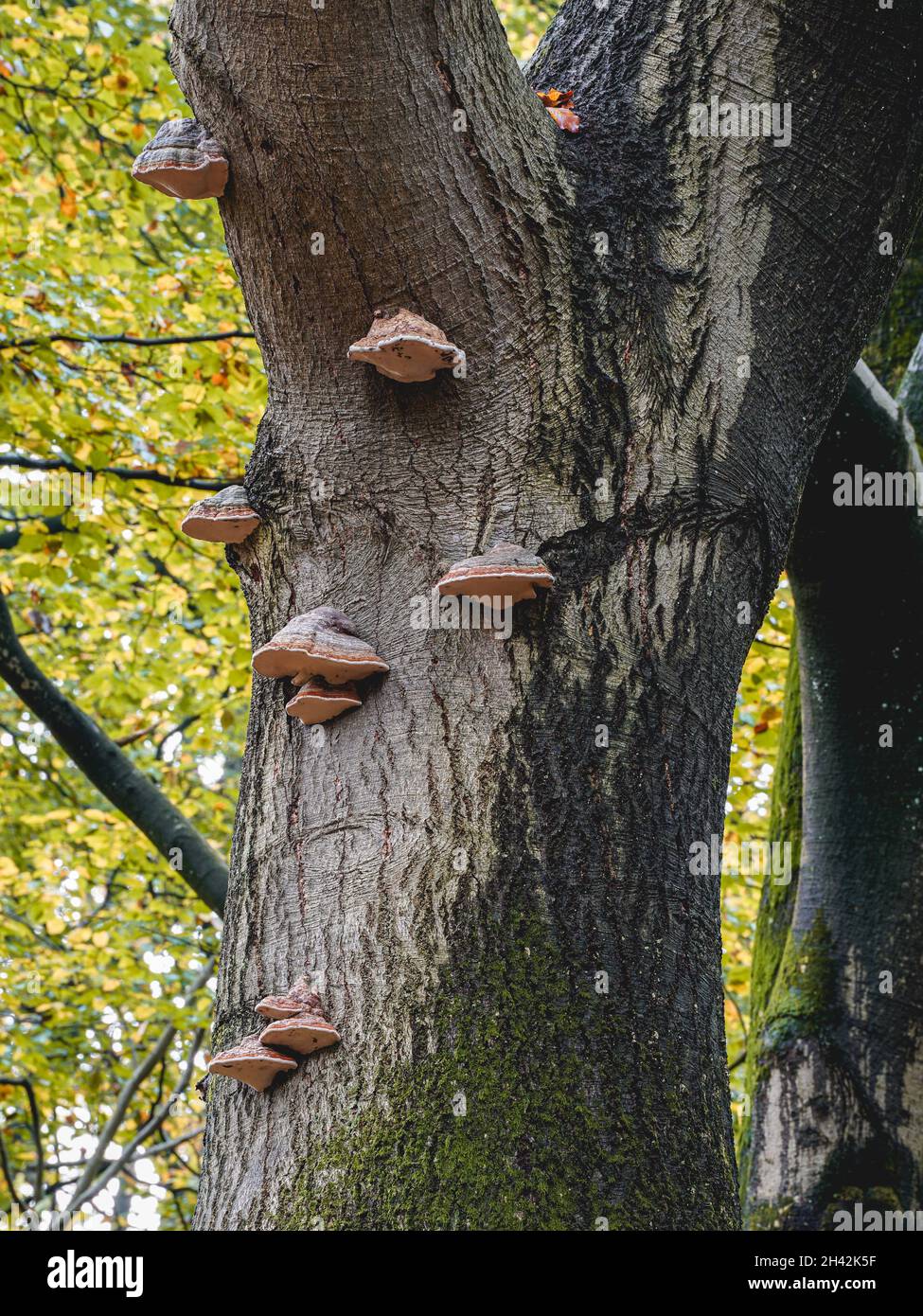 Autumn colors in the dutch forest, Speulderbos Putten The Netherlands ...