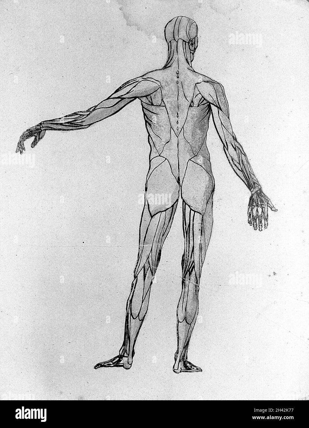 Sketches of anatomy Stock Photo - Alamy