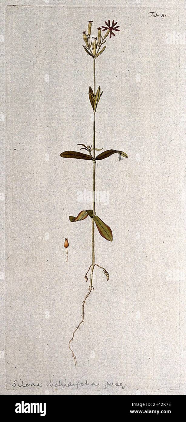 Campion (Silene sp.): entire flowering and fruiting plant with separate ...