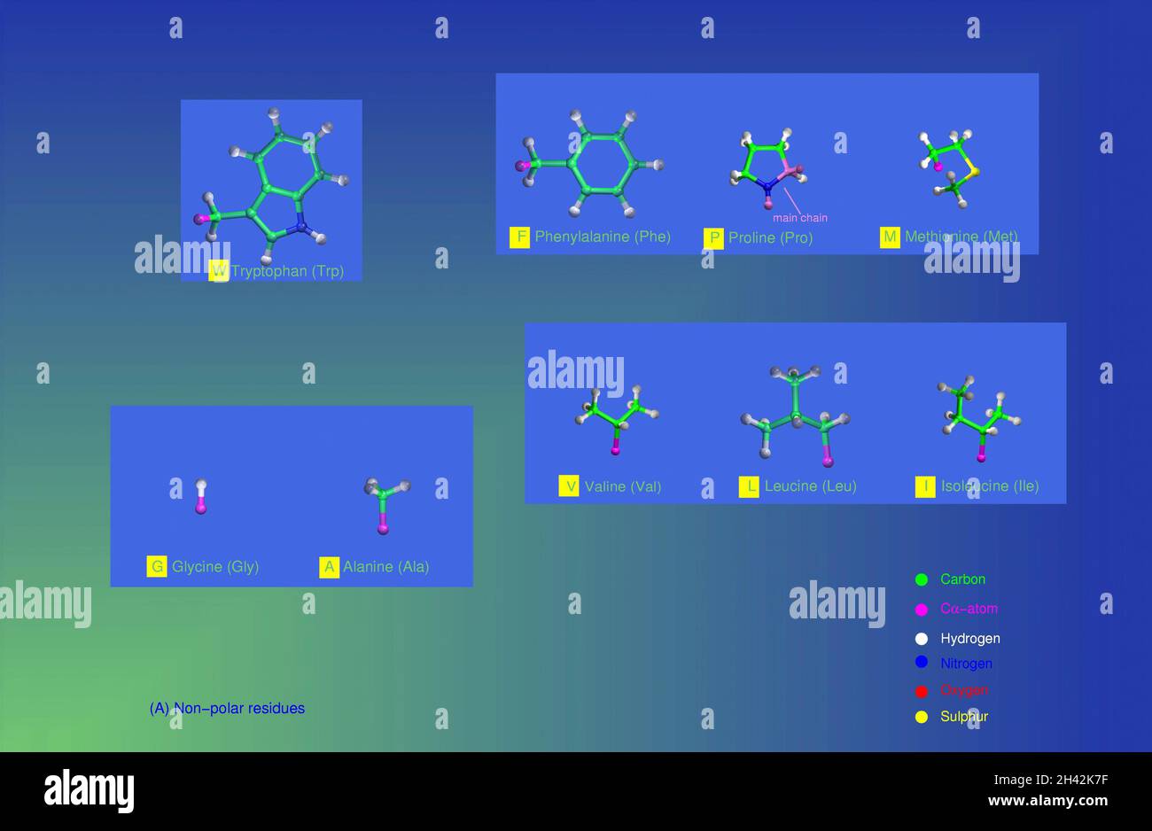 Polar amino acid hi-res stock photography and images - Alamy