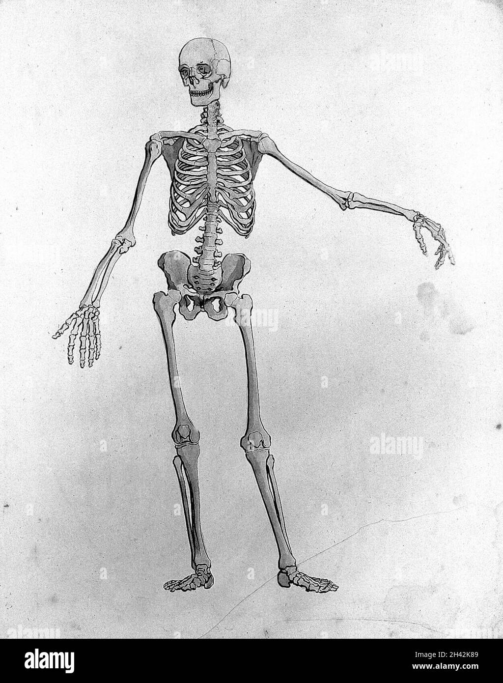 Sketches of anatomy Stock Photo - Alamy