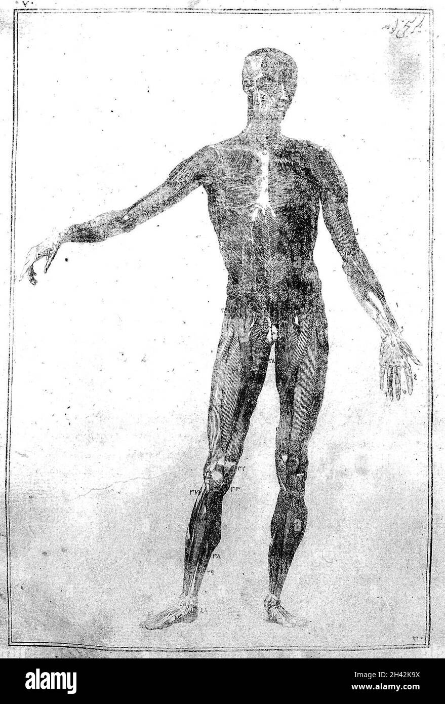 Standing male ecorche, frontal view of musculature Stock Photo - Alamy