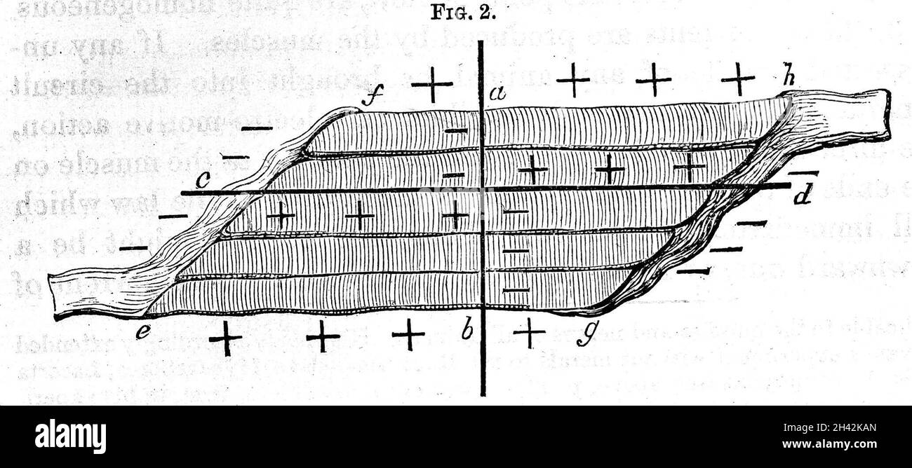 Electrical state of muscle Stock Photo - Alamy