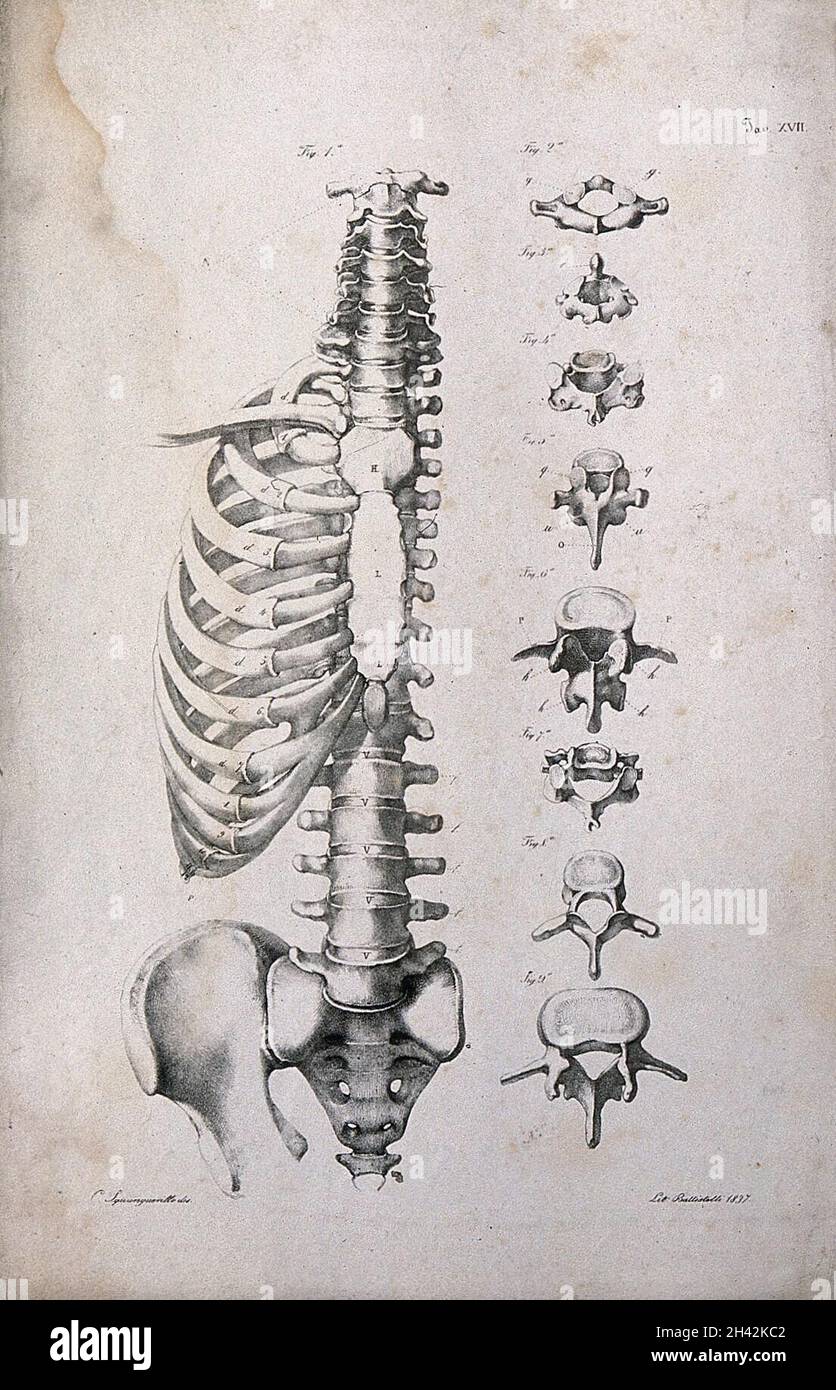 Spine, ribcage and pelvis, with eight figures illustrating vertebrae ...