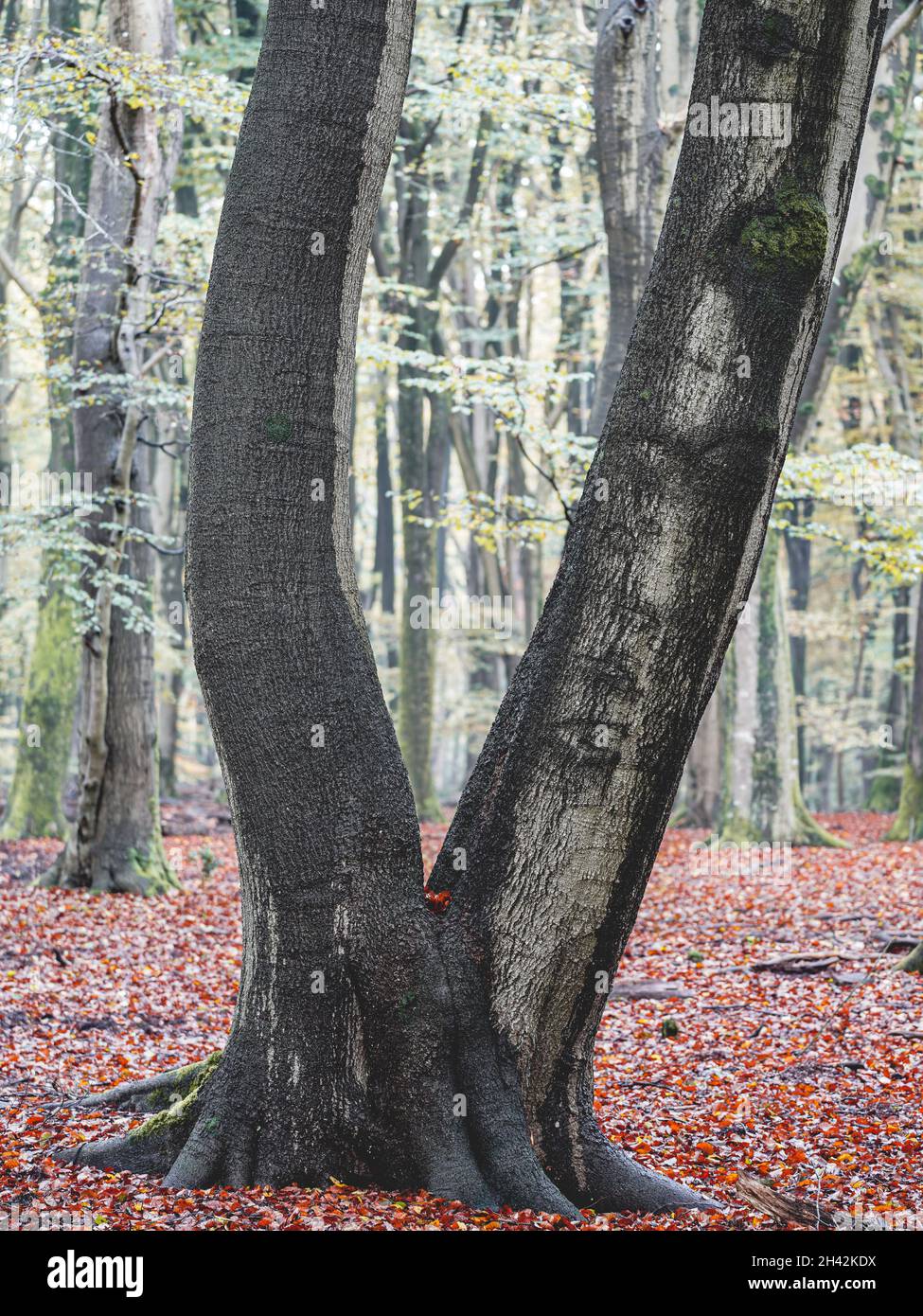 Autumn colors in the dutch forest, Speulderbos Putten The Netherlands ...