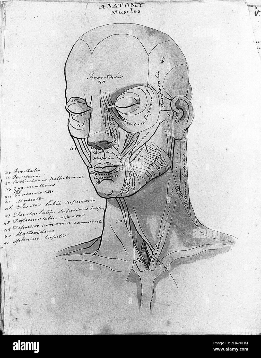 Sketches of anatomy Stock Photo - Alamy