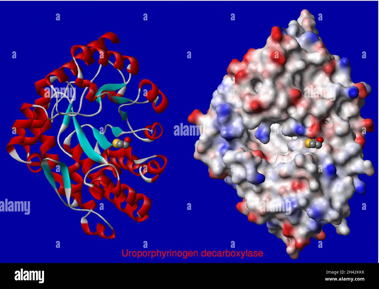 Uroporphyrinogen decarboxylase, mol. model Stock Photo - Alamy