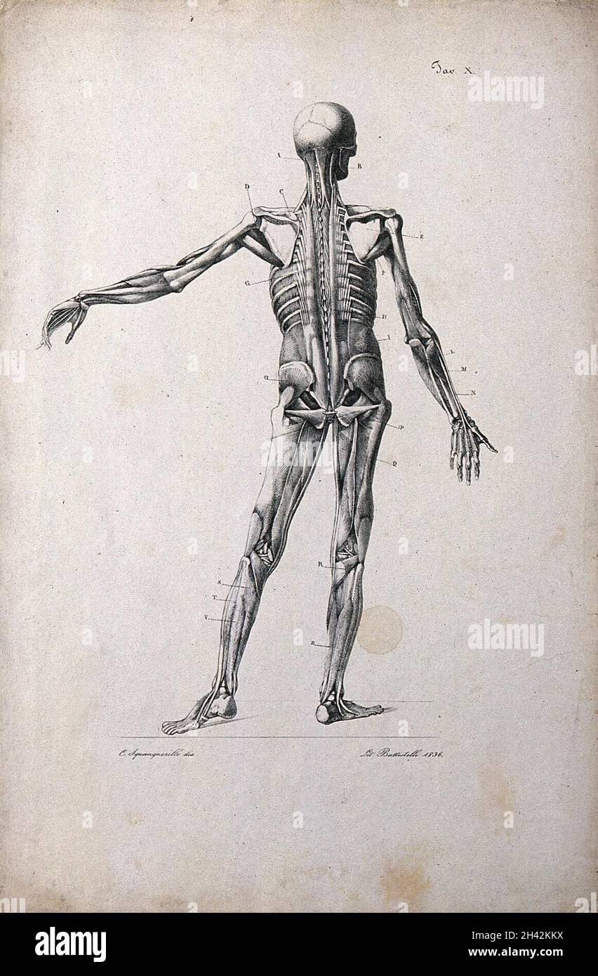 Diagram showing skeletal structure hi-res stock photography and images ...
