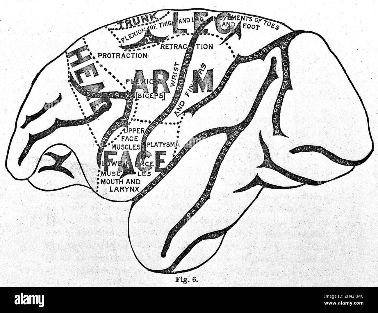 An early brain map (monkey), "Cerebral localization" Ferrier, 1890 ...