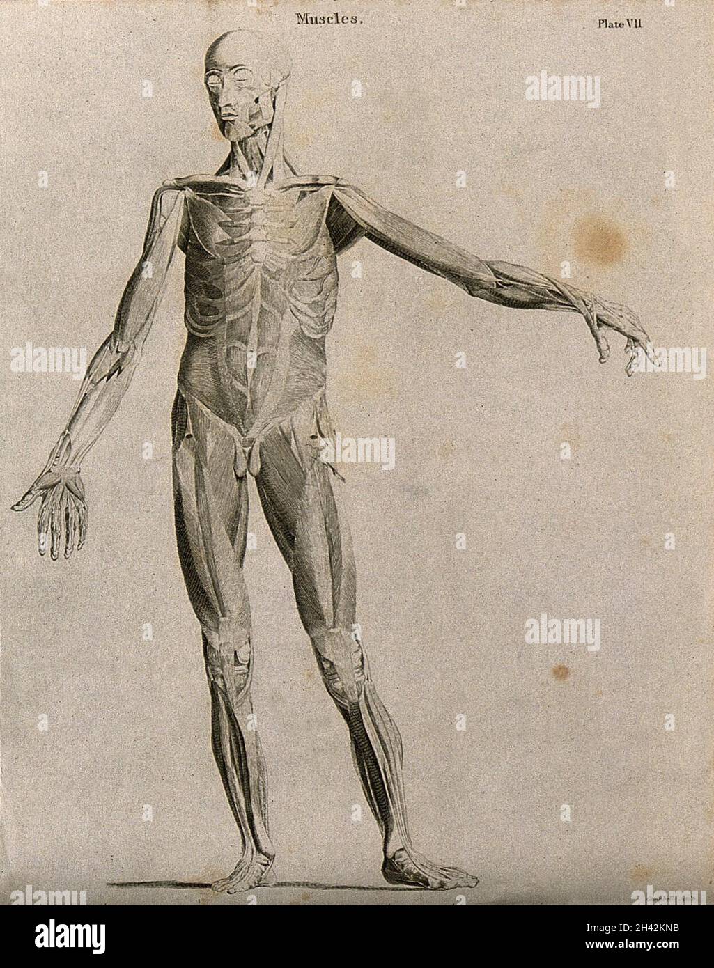 An écorché showing bones, with left arm extended to the side, seen from ...