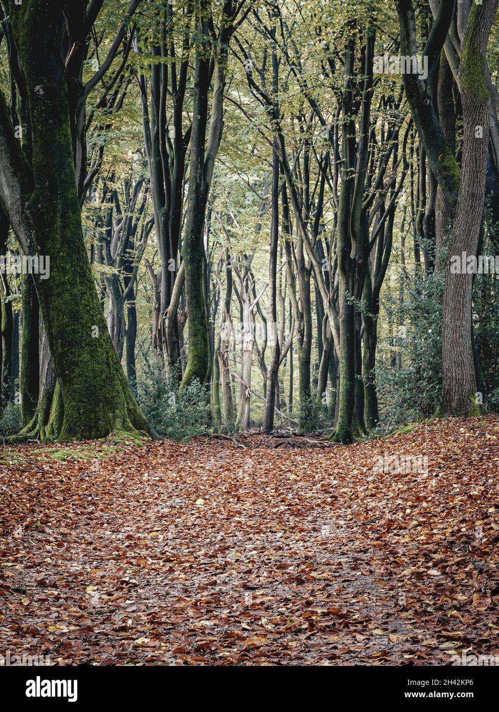 Autumn colors in the dutch forest, Speulderbos Putten The Netherlands ...