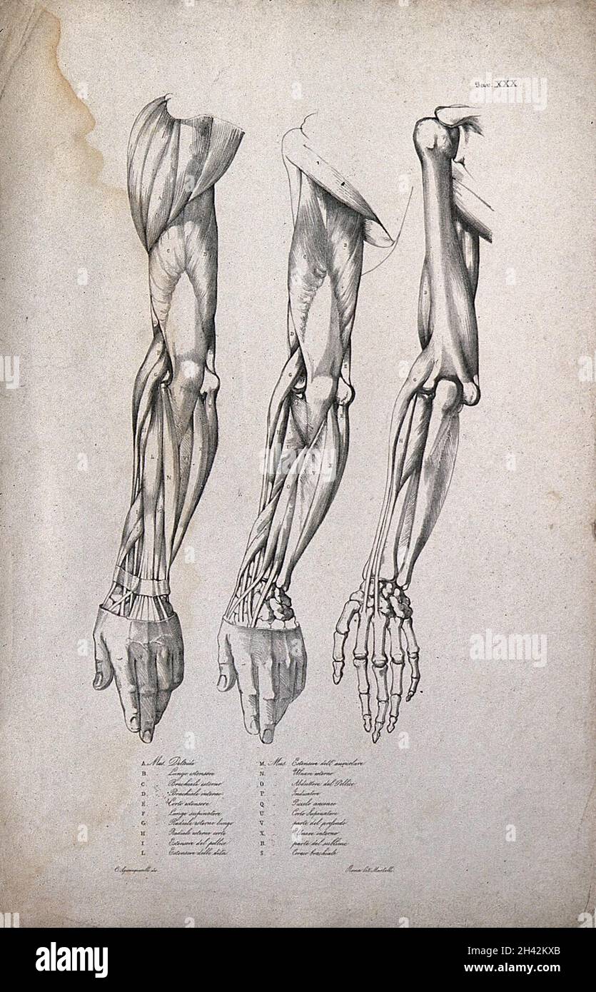 Muscles and bones of the shoulder, arm and hand: three figures of ...