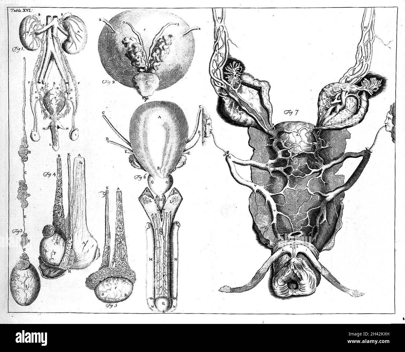 Parts of genito-urinary system Stock Photo - Alamy