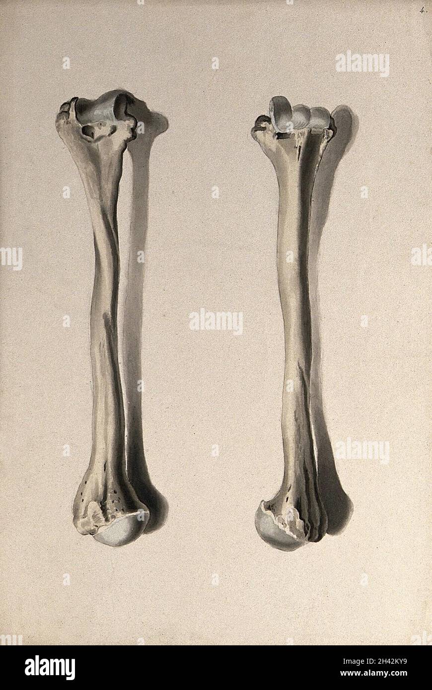 Humerus bone: two figures. Drawing 1830/1835?, after W. Cheselden, ca ...