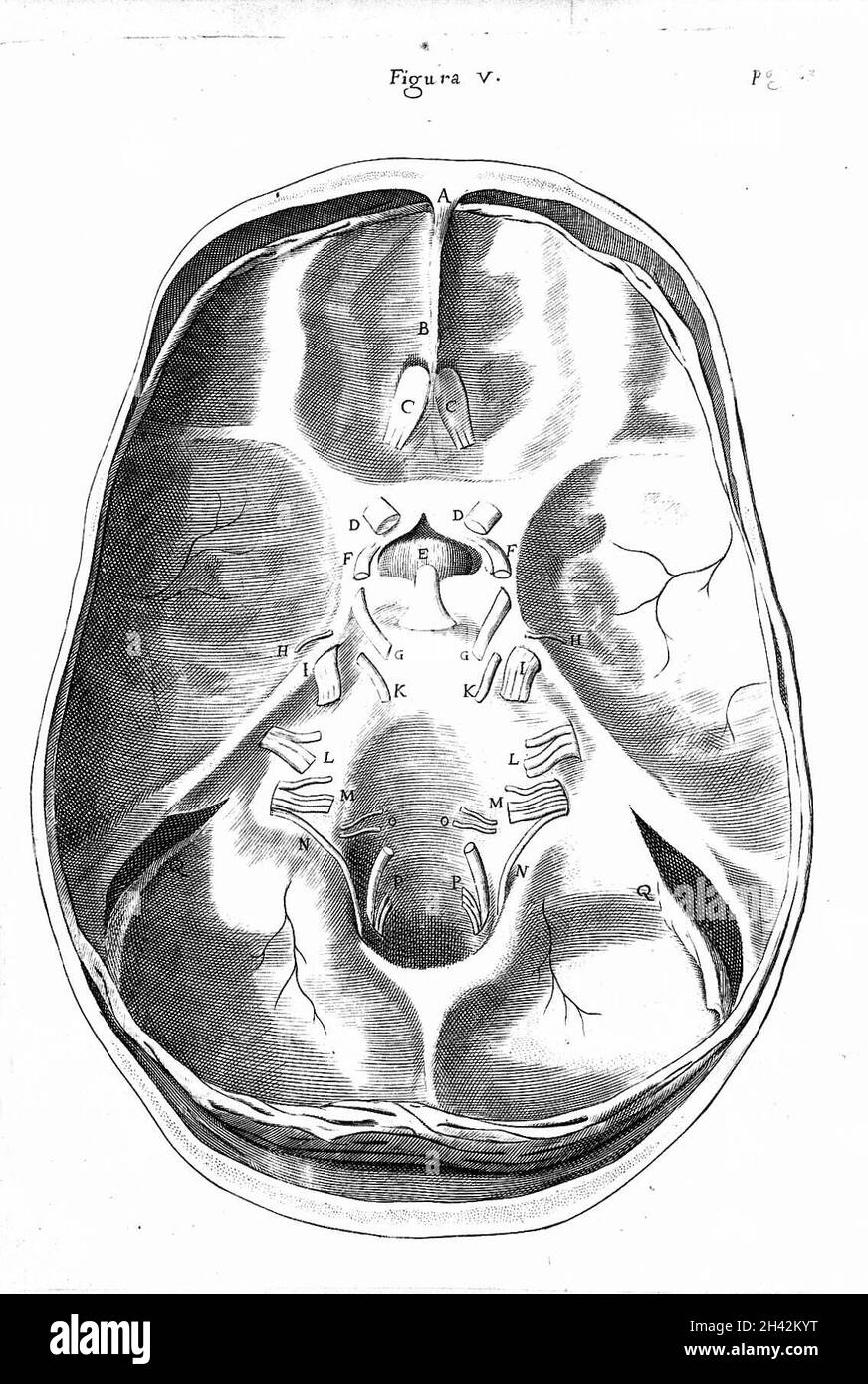 Cerebri anatome willis hi-res stock photography and images - Alamy
