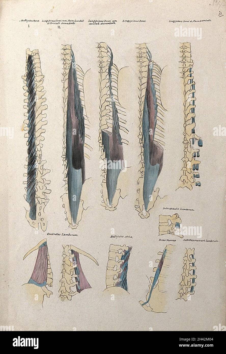 Muscles of the back: ten figures. Pen and ink drawing with watercolour ...